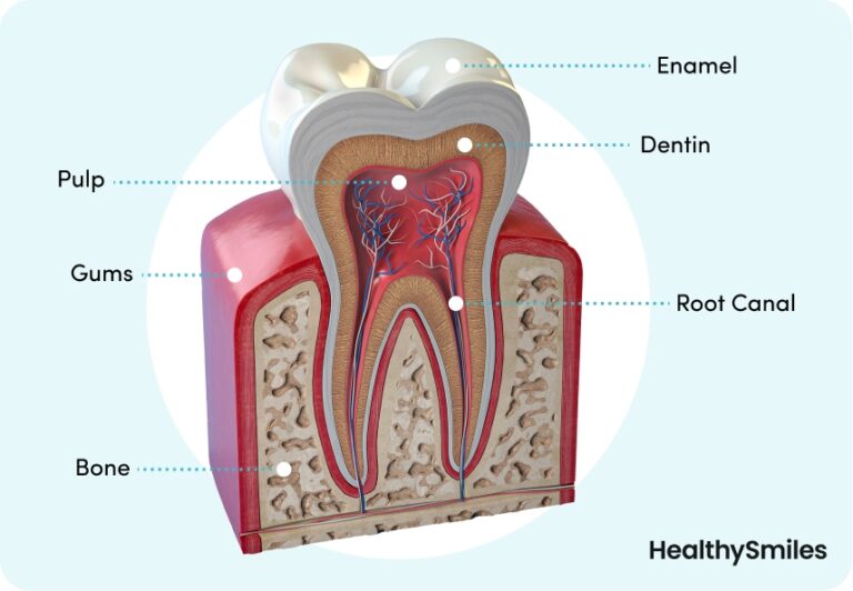Huisdier Tandheelkundige Zorg: Hoeveel Tanden Hebben Honden En Katten ...