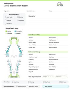 How many teeth to dogs have? What's the difference between dog & cat teeth?