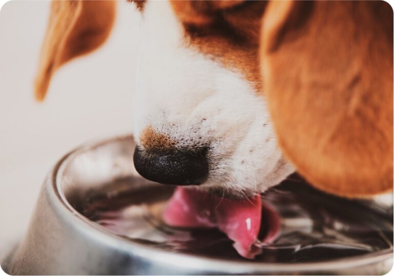6 Water Additives for Dogs Dental Health And What We Like About Them
