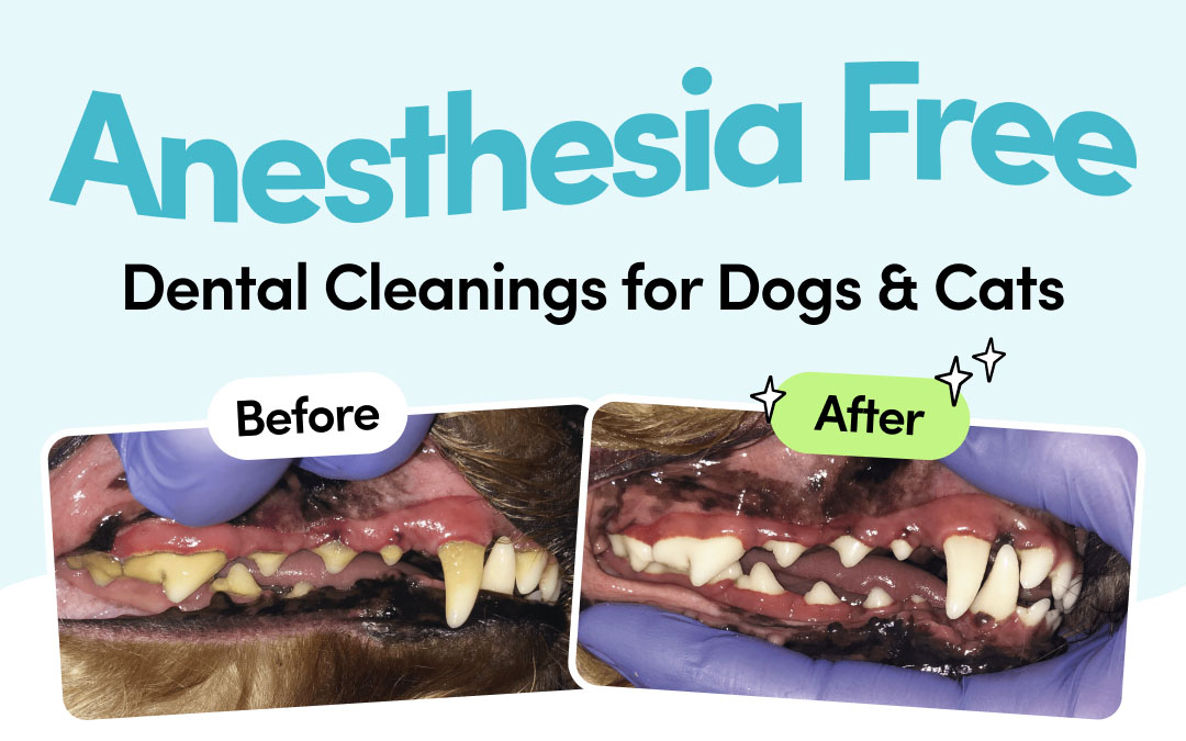 Anesthesia-Free Dog Teeth Cleaning | HealthySmiles Pet Dental